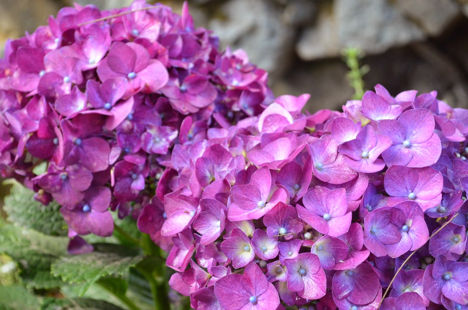 35 Most Beautiful Flowers in Baguio City