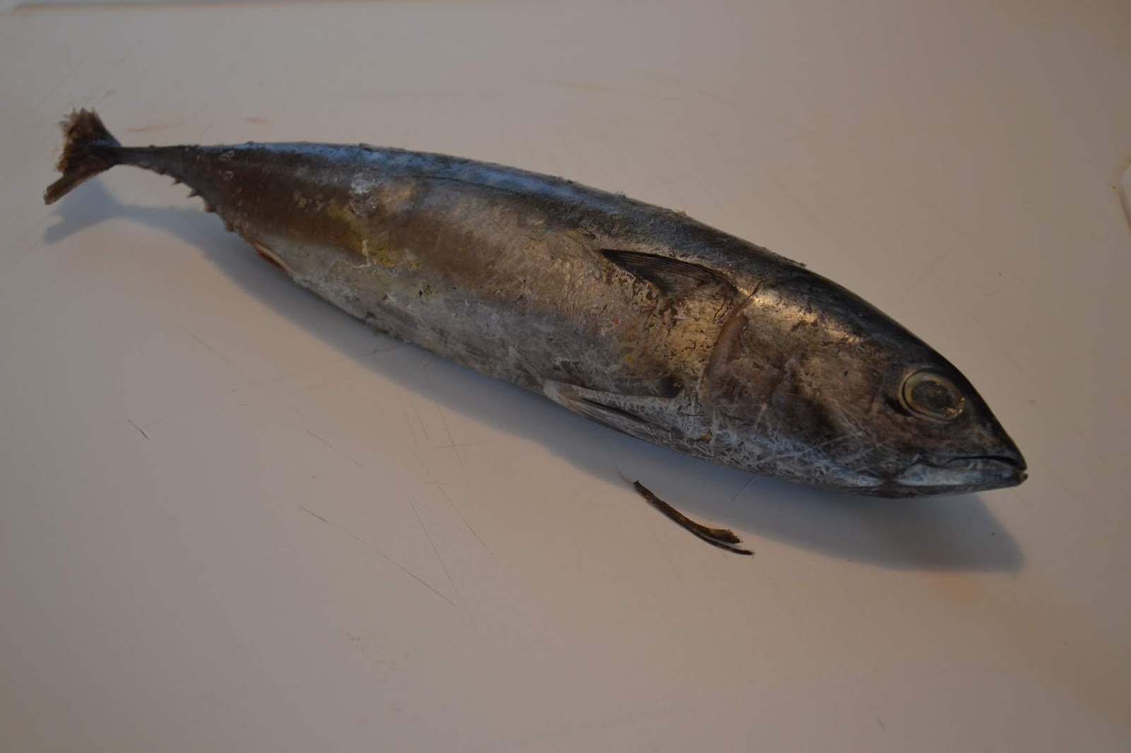 Oppdag Fisk!: Auxid/Bullet Tuna/Auxis Rochei Rochei (Saltvann)