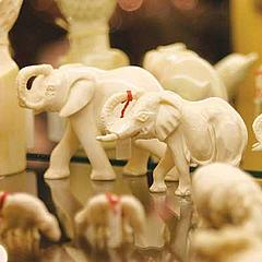 Traveler Guide: Elephants and Ivory