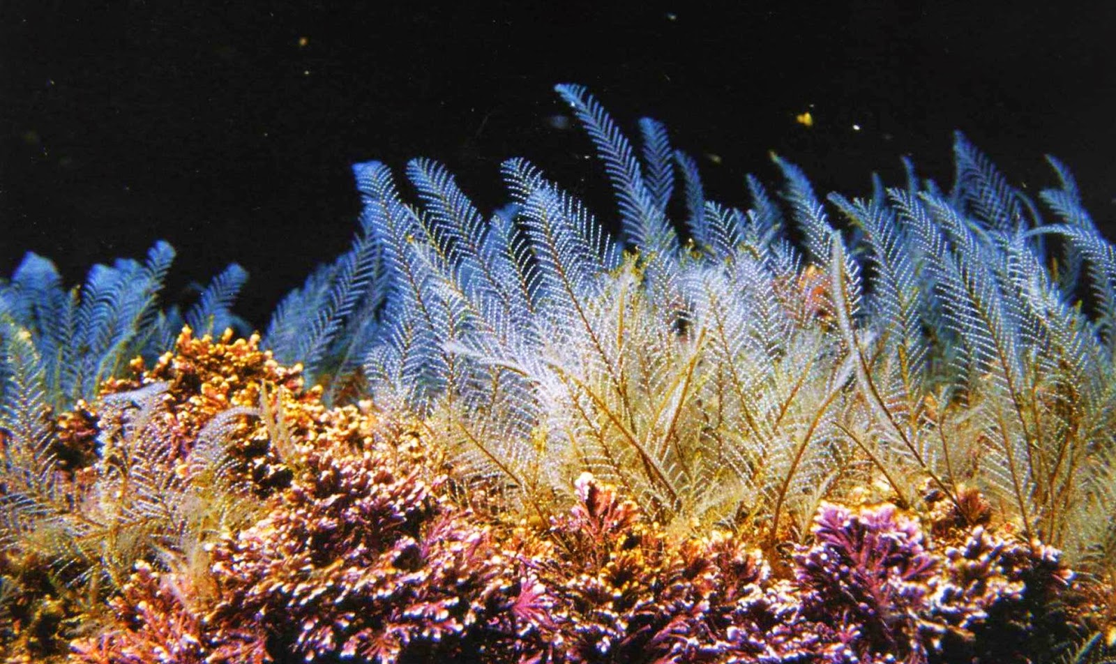 Mi Blog De Biologia: Los Celenterados