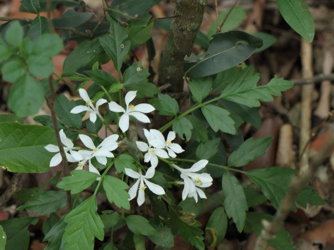 බිං කොහොඹ [Bin Kohomba] (Munronia pinnata) ~ අපේ ඔසුපැළ Medicinal ...