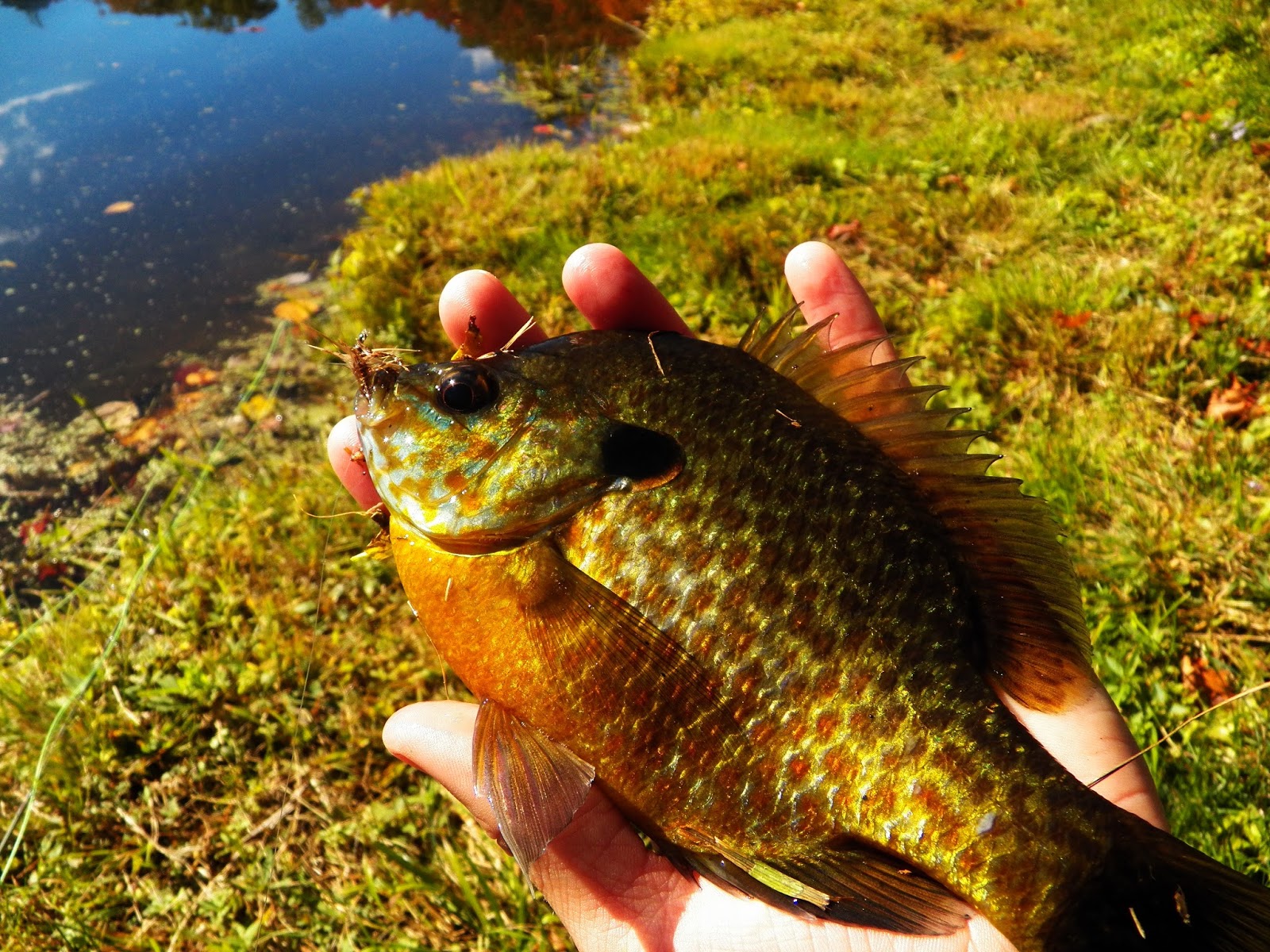 Connecticut Fly Angler: Identifying CT's Sunfishes