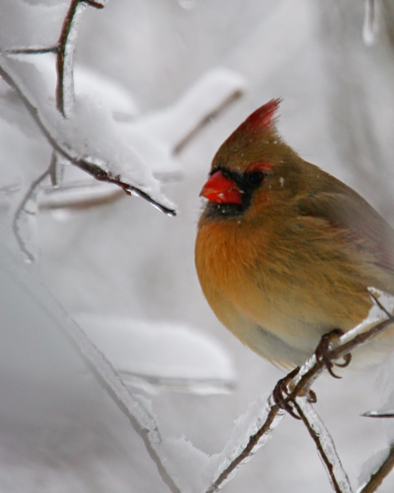 Ohio Wildlife Education Update