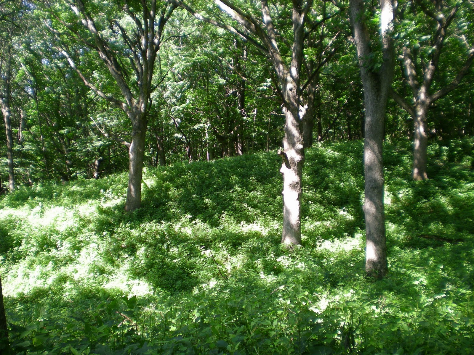 Practical Biology: science for everyone: Midwestern Eastern Deciduous ...