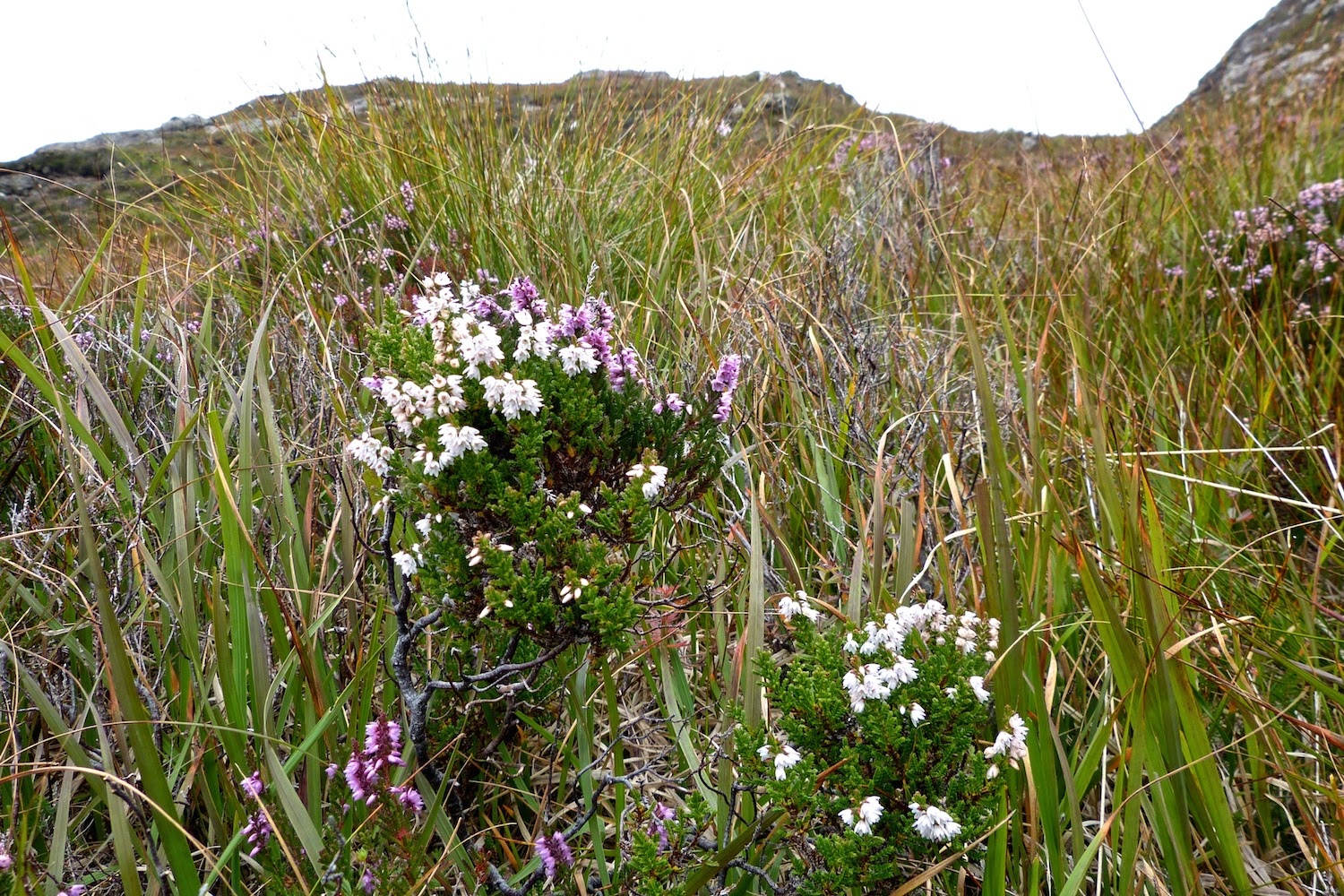 A Kilchoan Diary: A Heather Garden