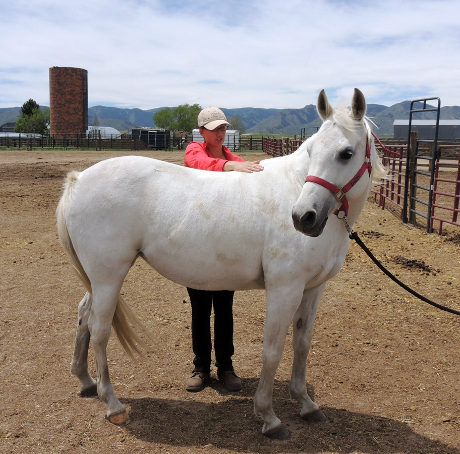 Bit of Honey Training: Tack Fitting