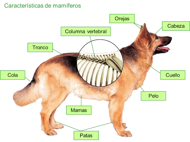 CIENCIAS NATURALES: CLASIFICACION DE LOS VERTEBRADOS