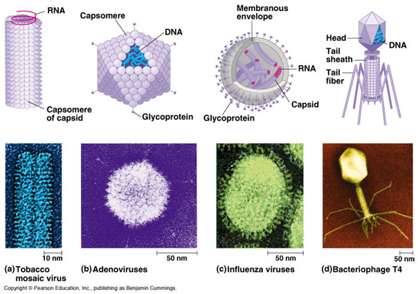 BioShare: Prokaryotic Cells, Virus,Viroid and Prions