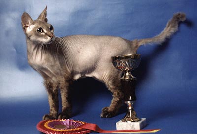 With love to Sphynx :): Donski Sfinks (Don Sphynx) - Historia