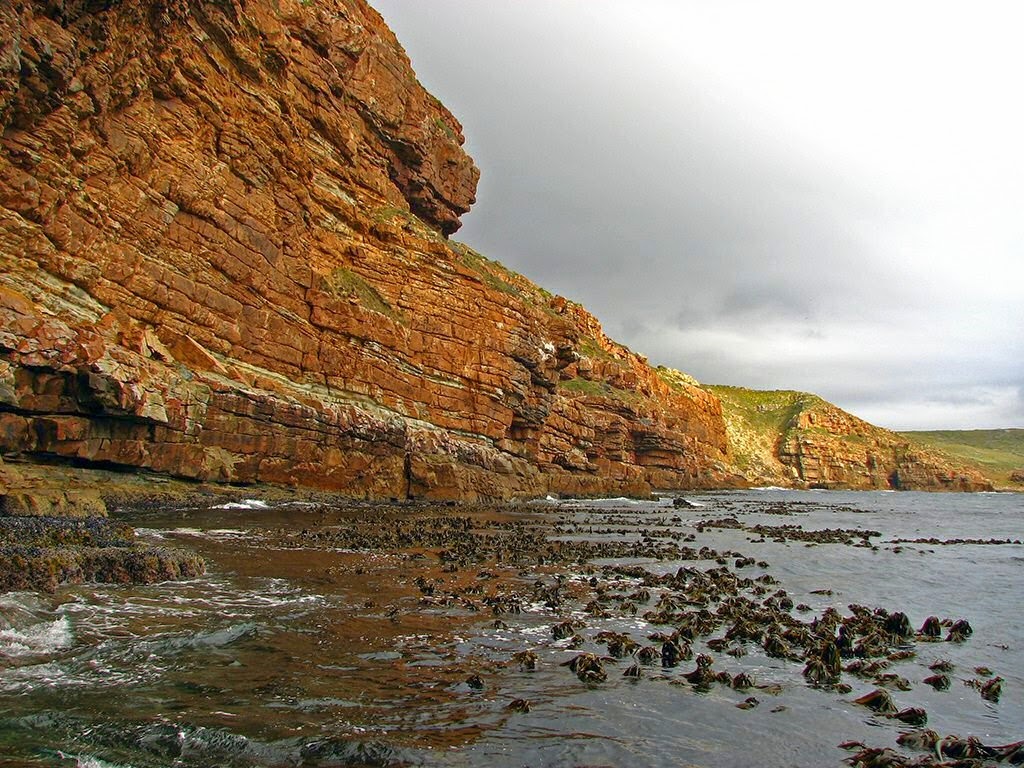 Cape Point Nature Reserve: Rooikrans II