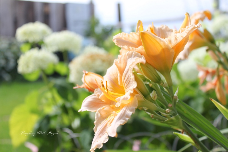 Grace Gardens: It can't be the middle of August!