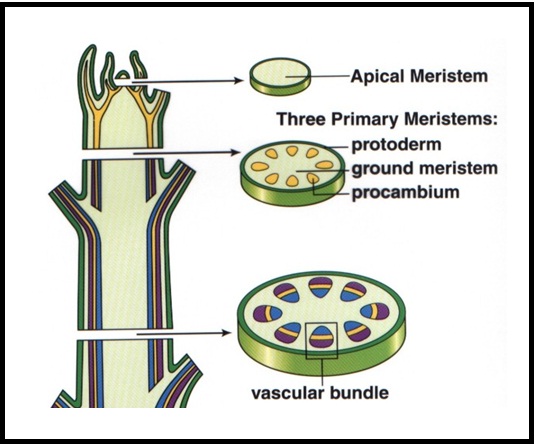 Jaringan Meristem : Pengertian, Macam Jaringan Meristem serta Contoh ...