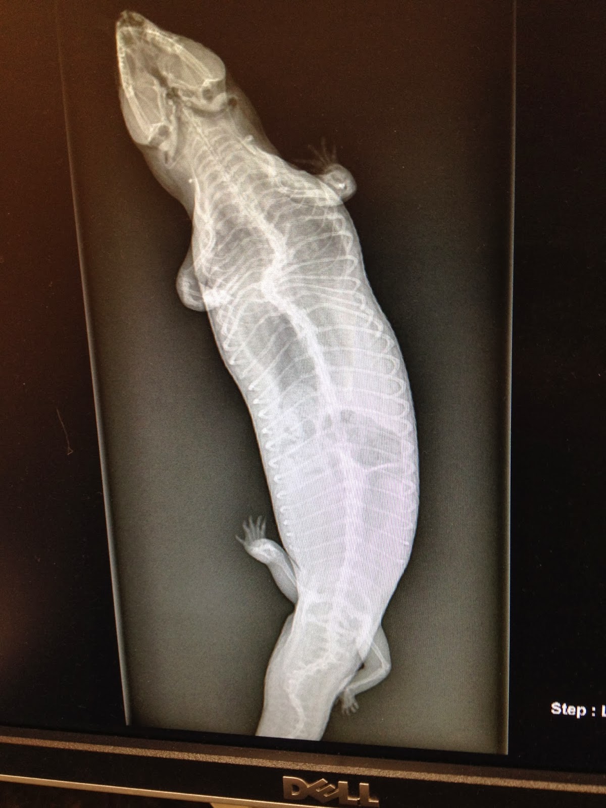 Interior Alaska RAE Rescue's Blog: Please help the rescue help more ...