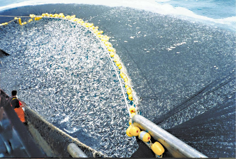 Commercial Overfishing: Bycatch