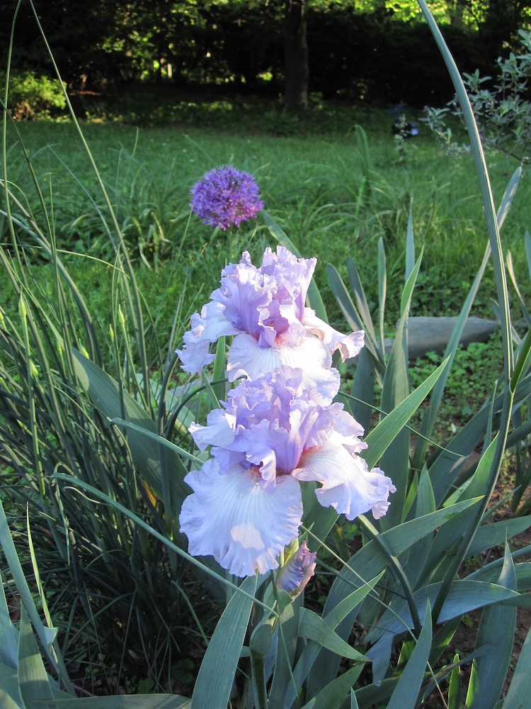 Walter Klingler & Stephen Boydstun : Thursday May 4, 2017 "Rip City ...