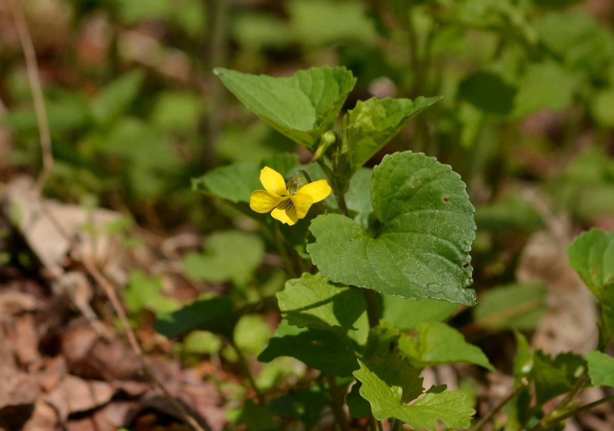 Woods Walks and Wildlife: The Bulk of Spring: Part 2