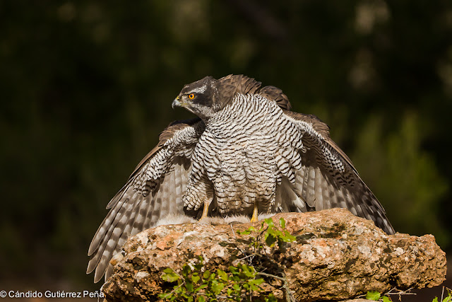 AZOR COMUN - Accipiter Gentilis | Observatorio de la Naturaleza