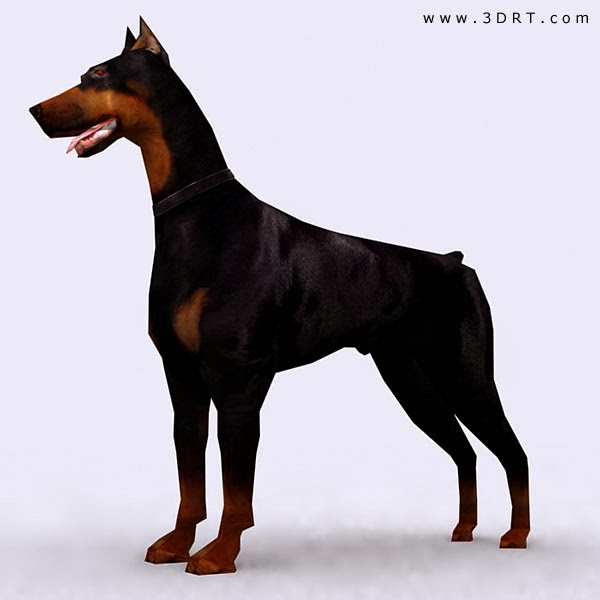 conoce a los perros mas interesantes