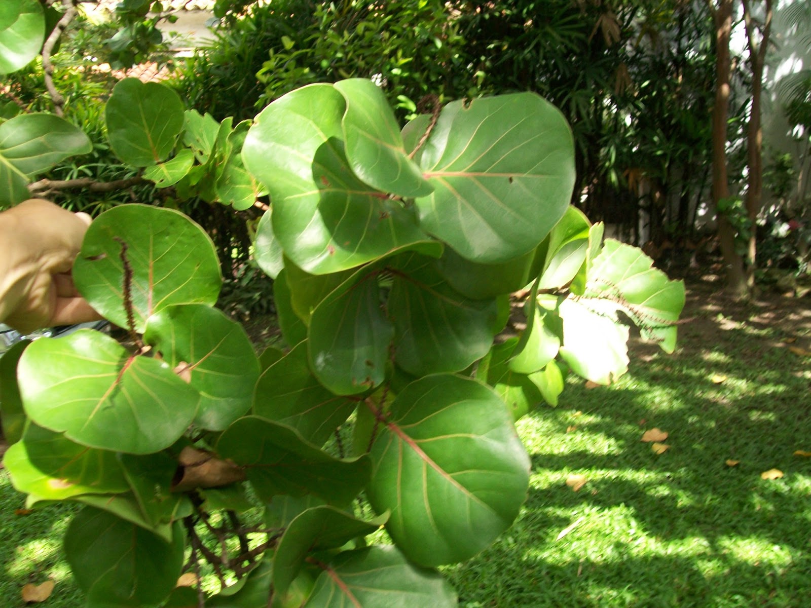 JFRHOUSE: UVERO DE PLAYA