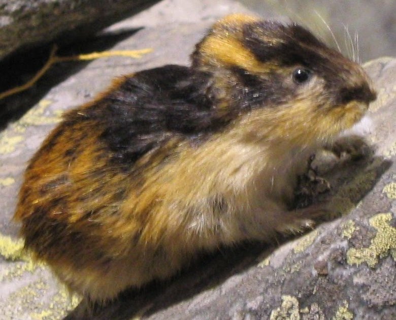 Lemming