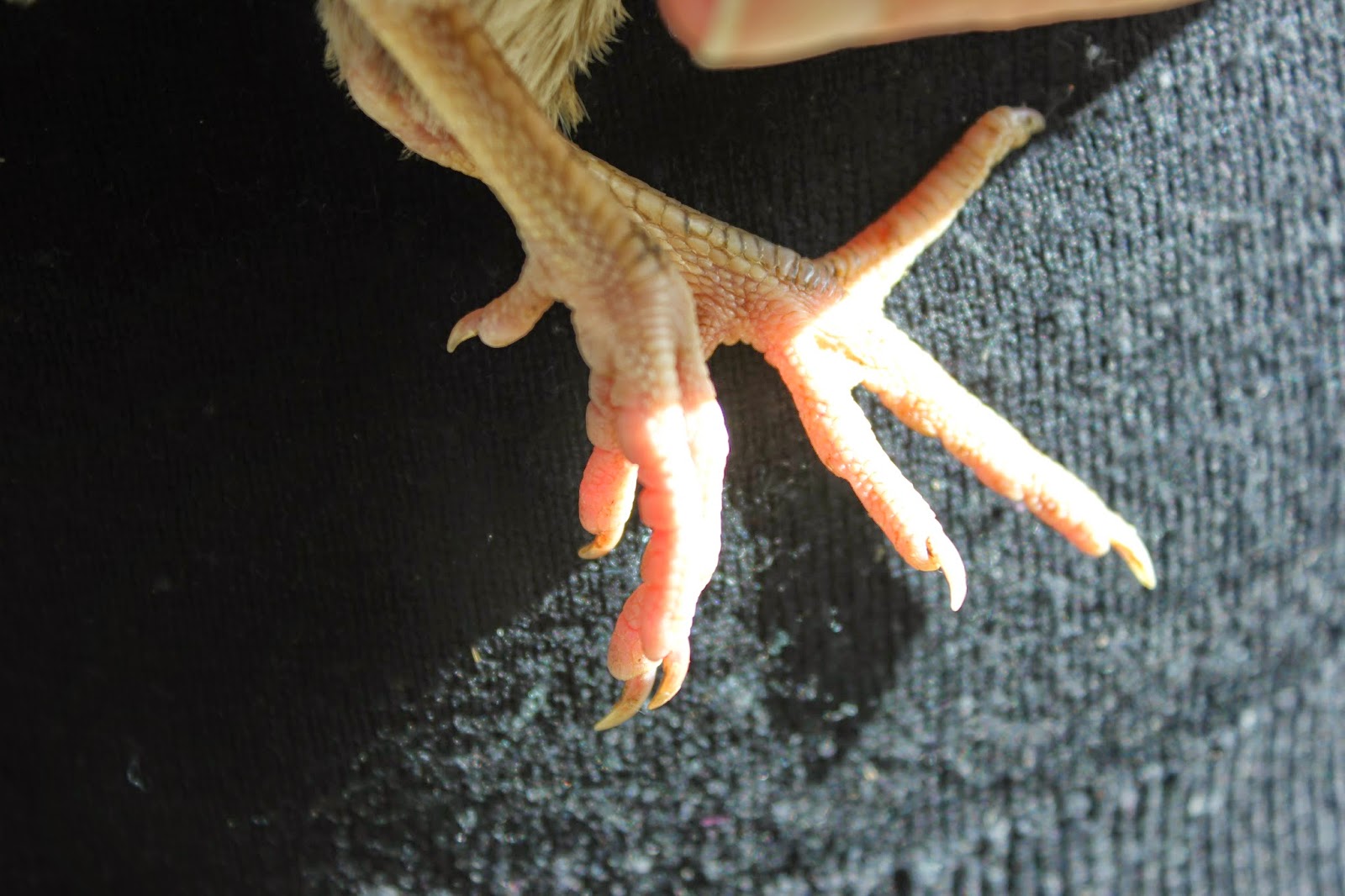 Treating an injured quail - Nutritional support for sprains, strains ...