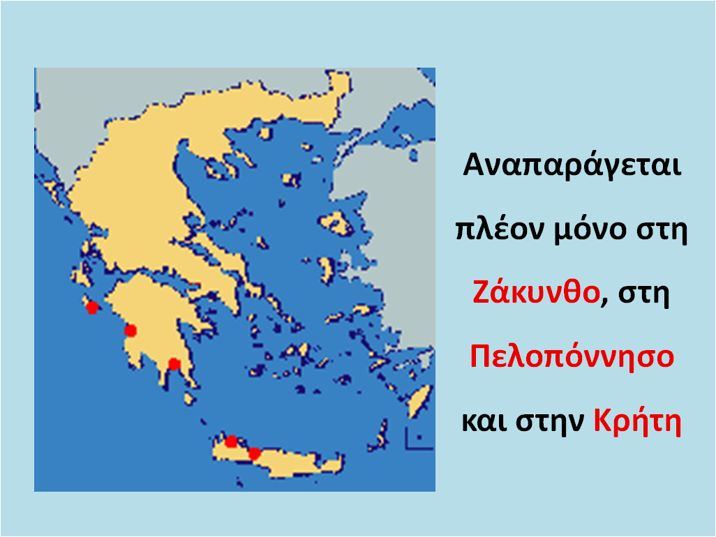 ΜΑΓΙΚΑ ΤΑΞΙΔΙΑ: Η ΘΑΛΑΣΣΙΑ ΧΕΛΩΝΑ ΚΑΡΕΤΑ ΚΑΡΕΤΑ