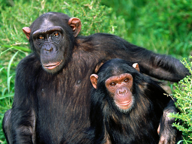 Chimpanzee | The Biggest Animals Kingdom