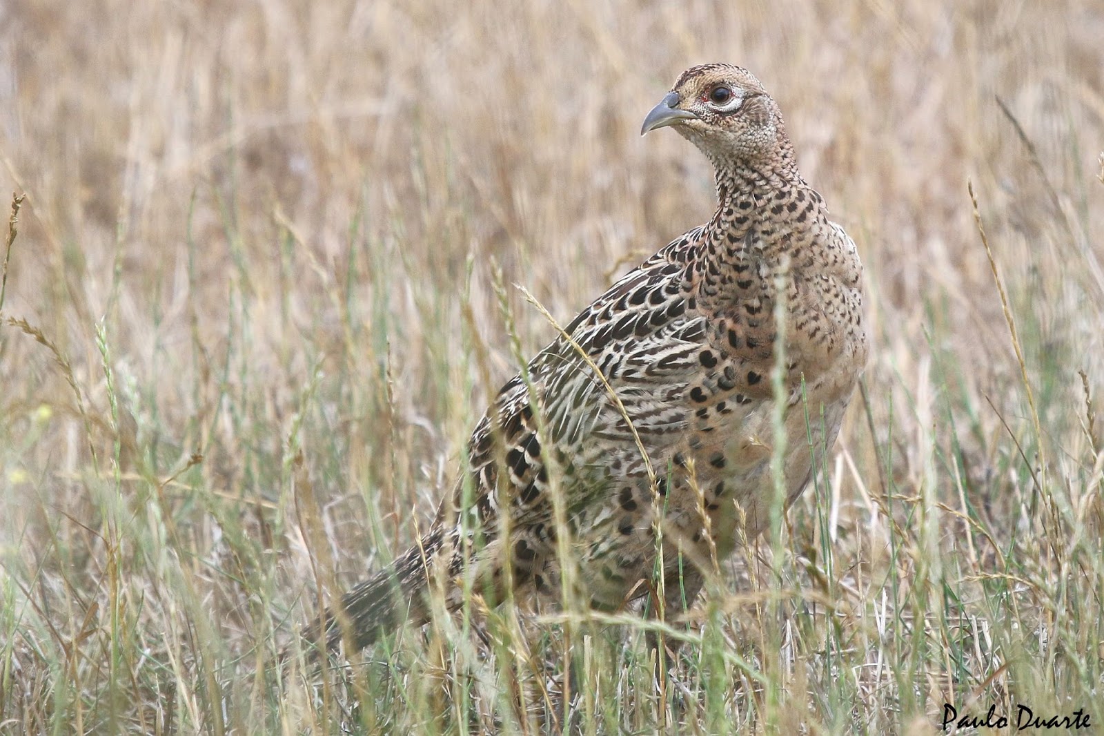 A arte de debicar: Faisões à solta (Parte III)