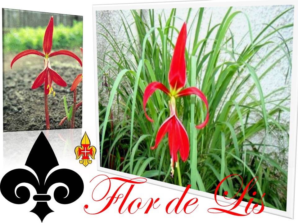 Lotus Magia: Flor de Lis