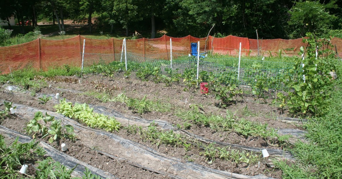 Heeby-Jeeby chickens: Where does the time go?