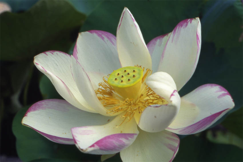 Aquascape Your Landscape: The Lovely Lotus