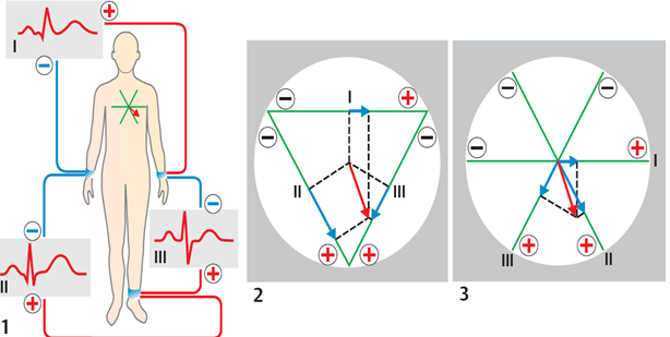 MBBS Medicine (Humanity First): Electrocardiogram