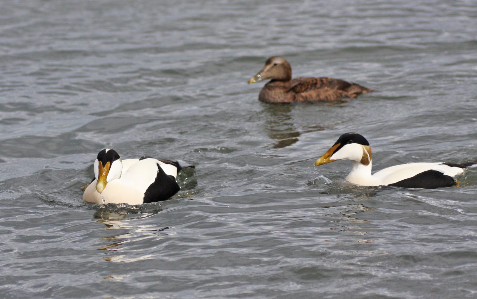 Simon and Karen Spavin: Eider Ducks