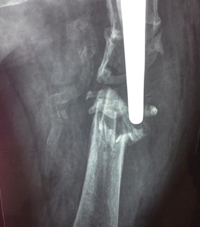 F/SLAOT - Federación de Sociedades y Asociaciones Latinoamericanas de ...