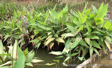 Solitude Rising: Red Stem Thalia... revisited