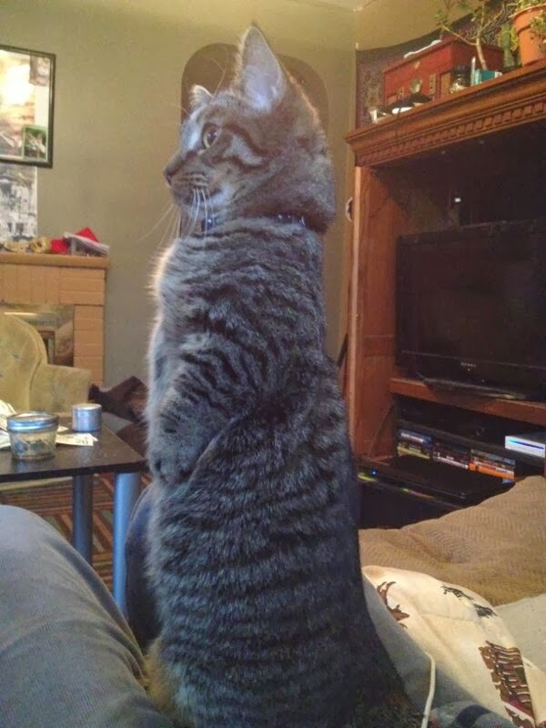 Funny cats - part 80 (40 pics + 10 gifs) | Amazing Creatures