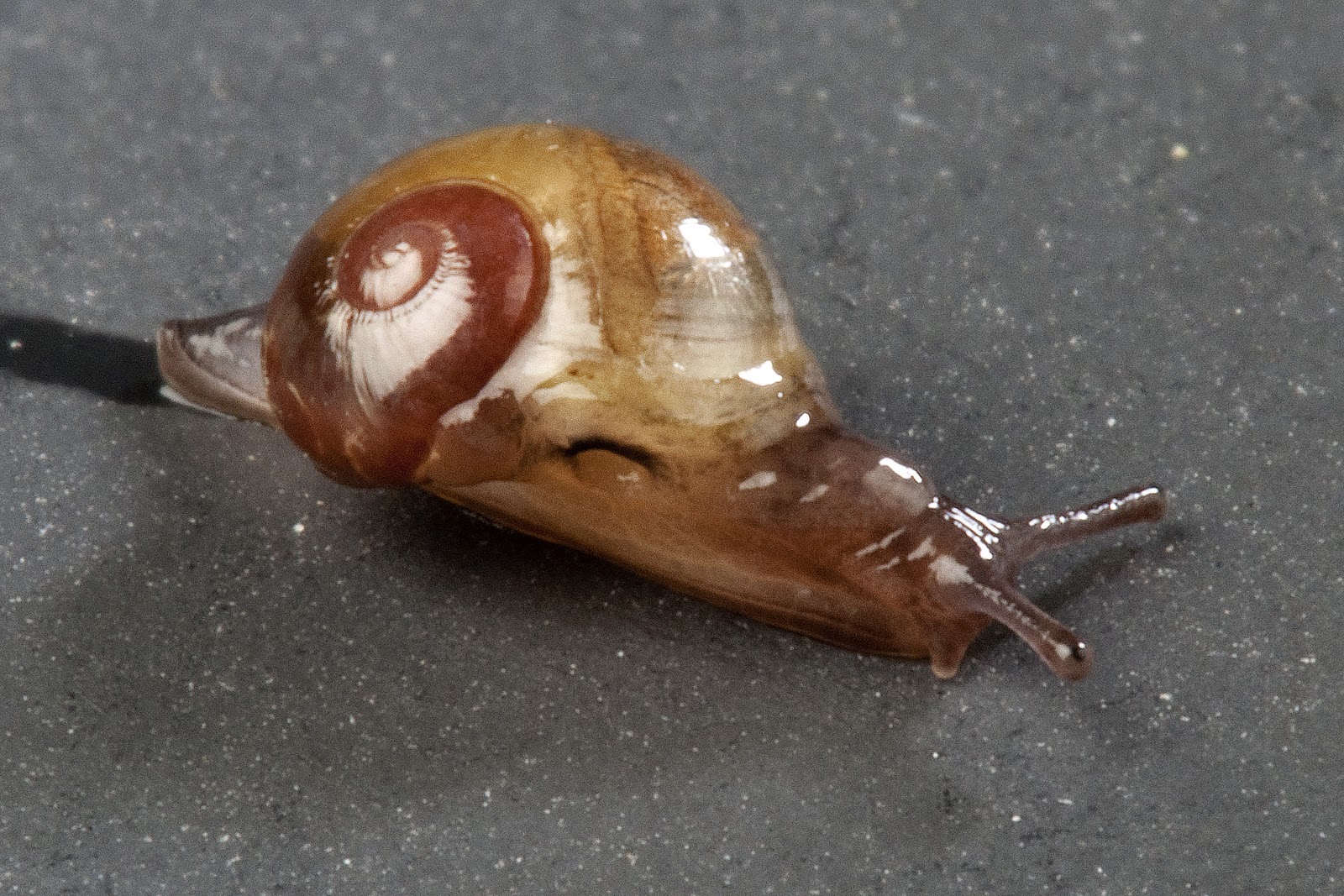 Land Snails and Slugs of Pennsylvania and New York: Vitrina angelicae ...