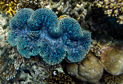 Real Monstrosities: Giant Clam