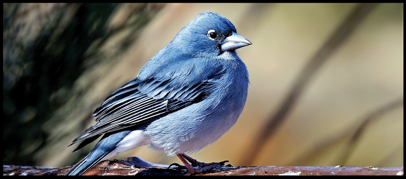 Avesnatura: Pinzón Azul (Fringilla teydea)