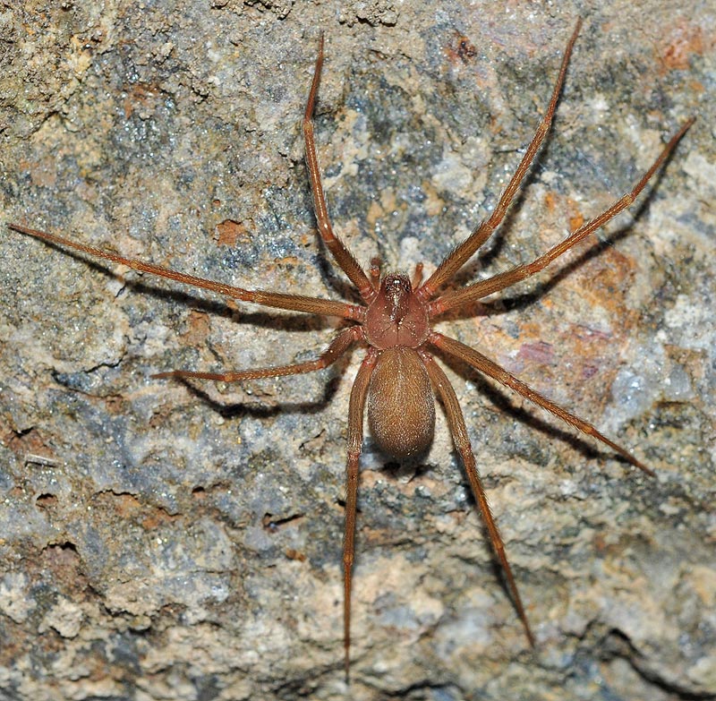 Loxosceles rufescens | Mundo Natural Faluke