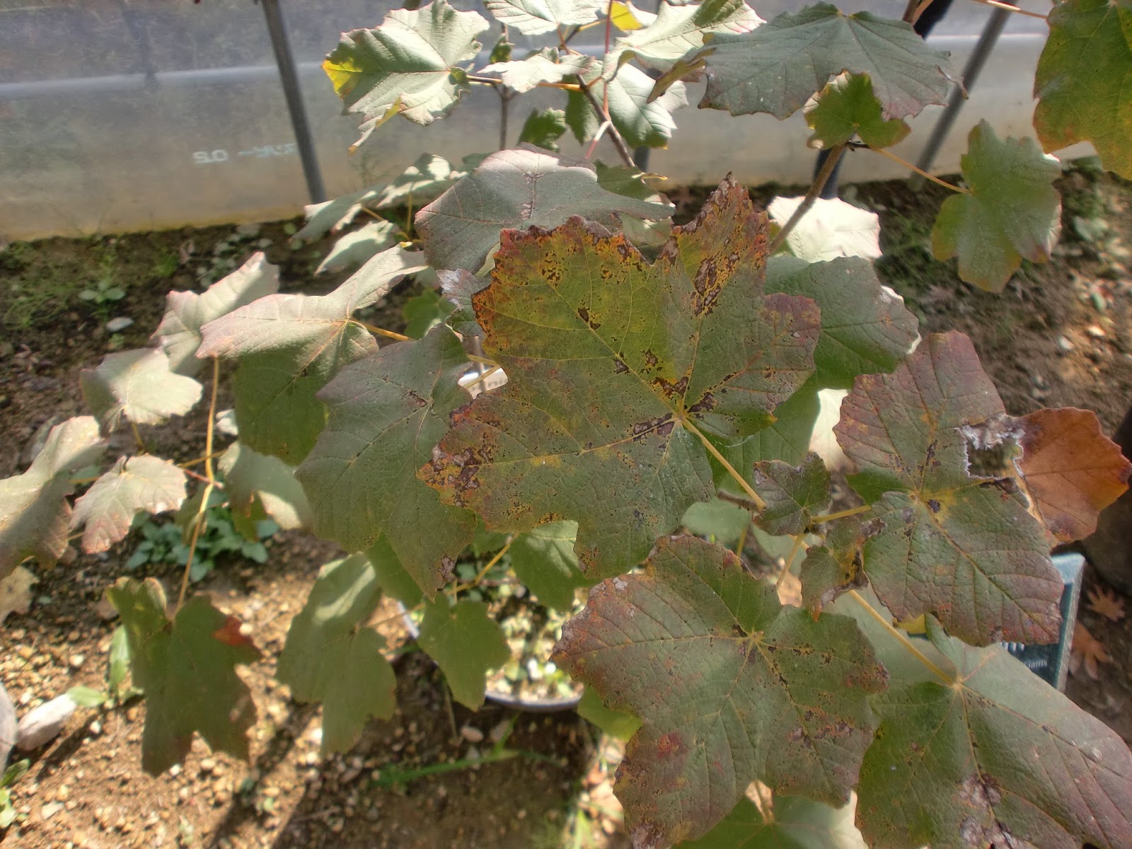 60歳で無職の優雅な日々: カエデ・Bosnian Maple