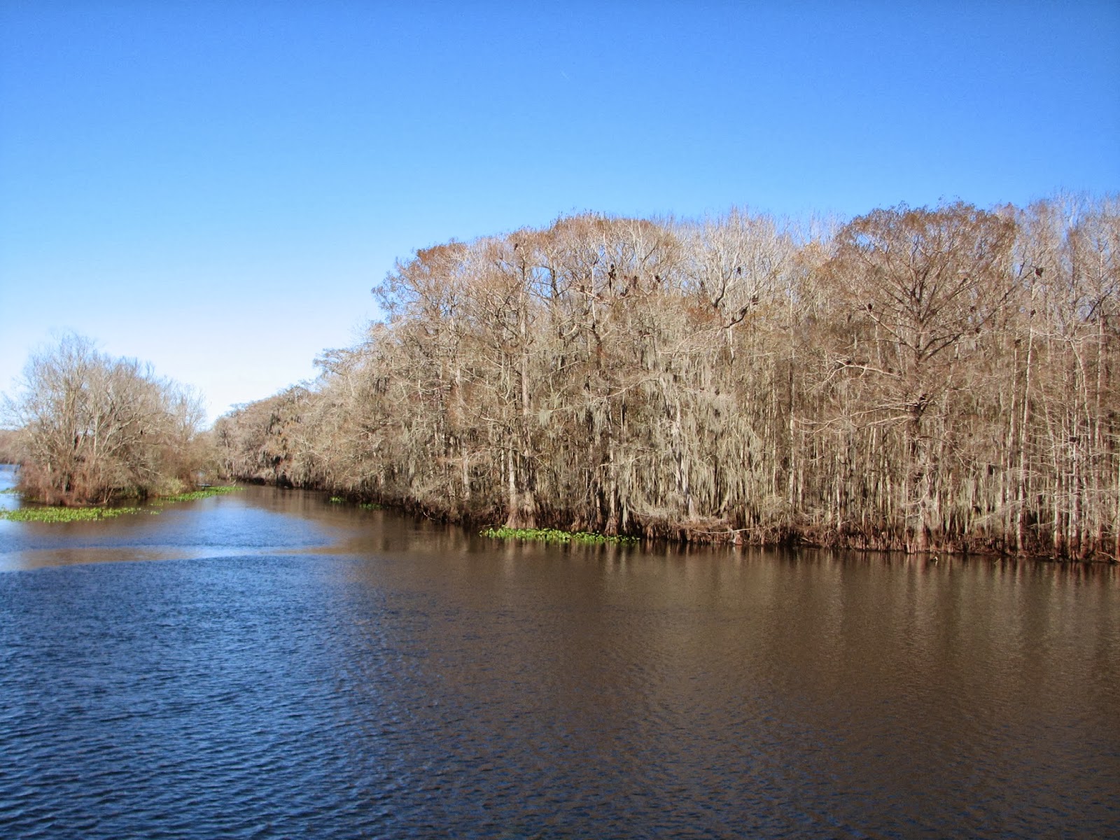 troutbirder: Way Down Upon The Suwannee River