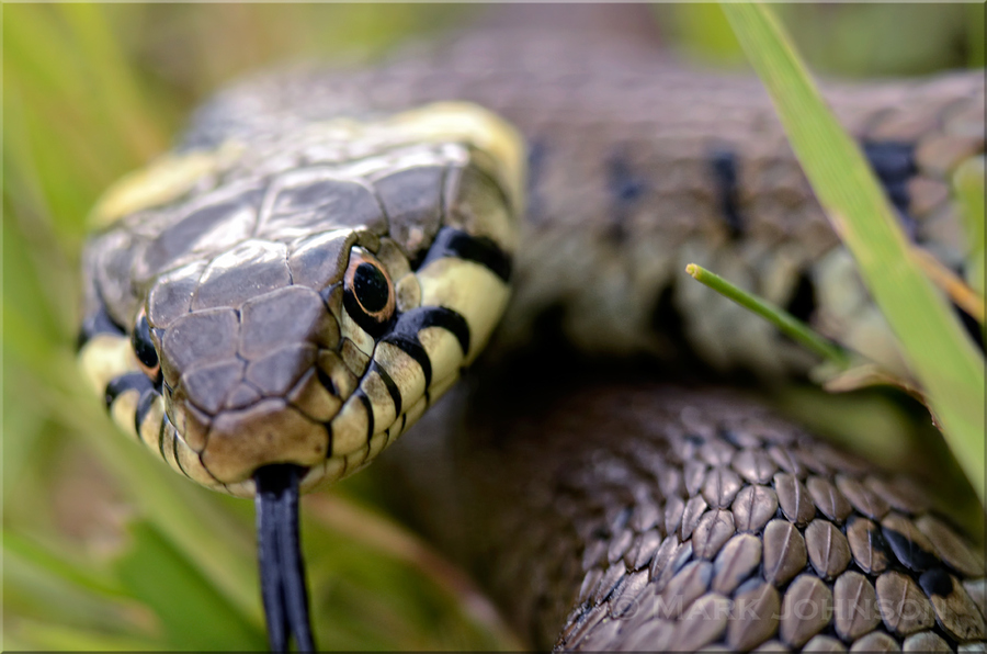 Snake Pictures Snake Wallpaper | Animal Photo