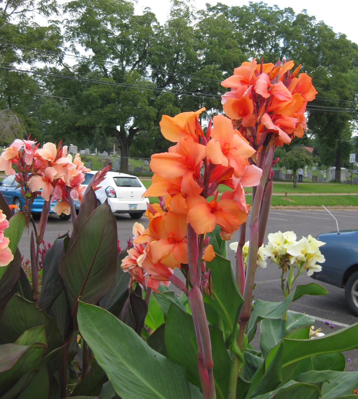 captivating cannawww: Cannas from 2013