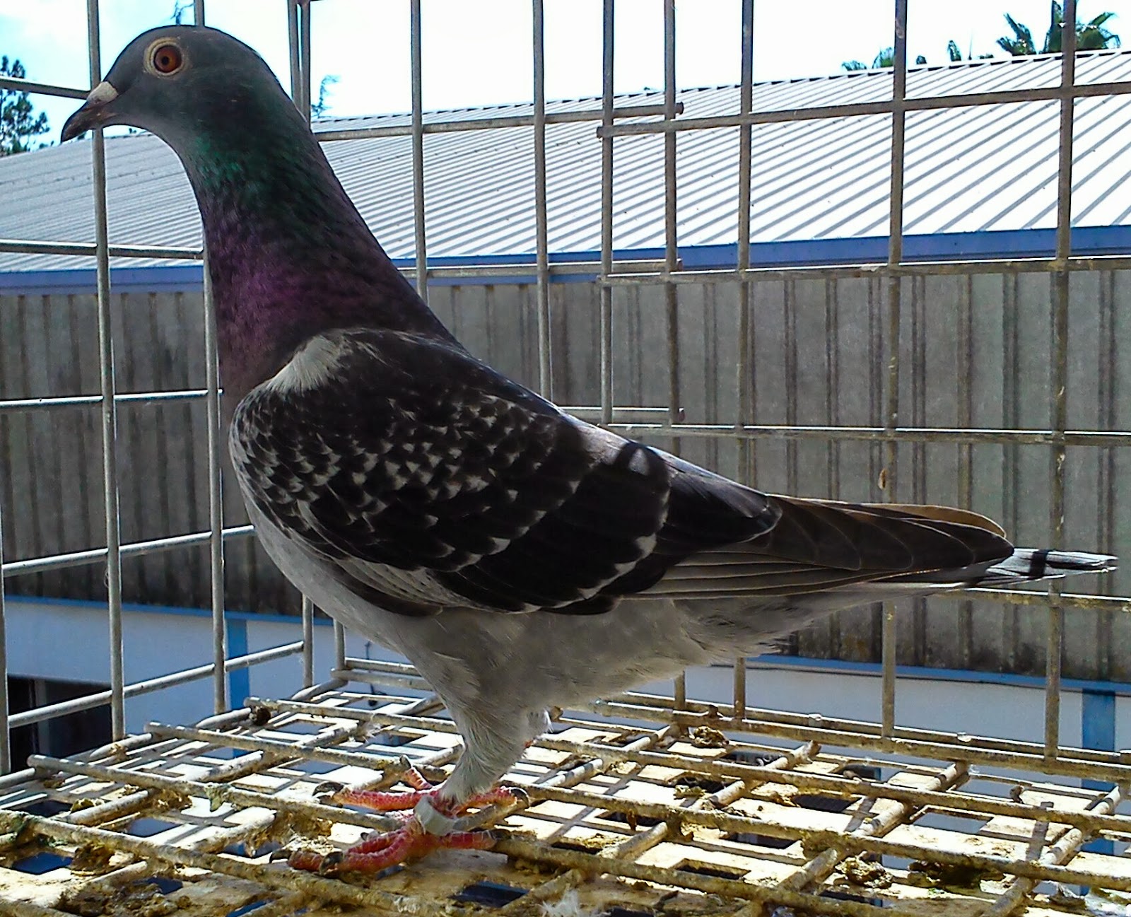 Palomar PACO BELLVER RUBIO. Colombofília: SACANDO LO MEJOR DE LOS ...