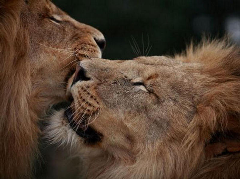 Animal Pairs in Love