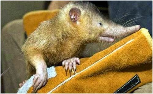 Animales poco conocidos: Animales fuera de lo común