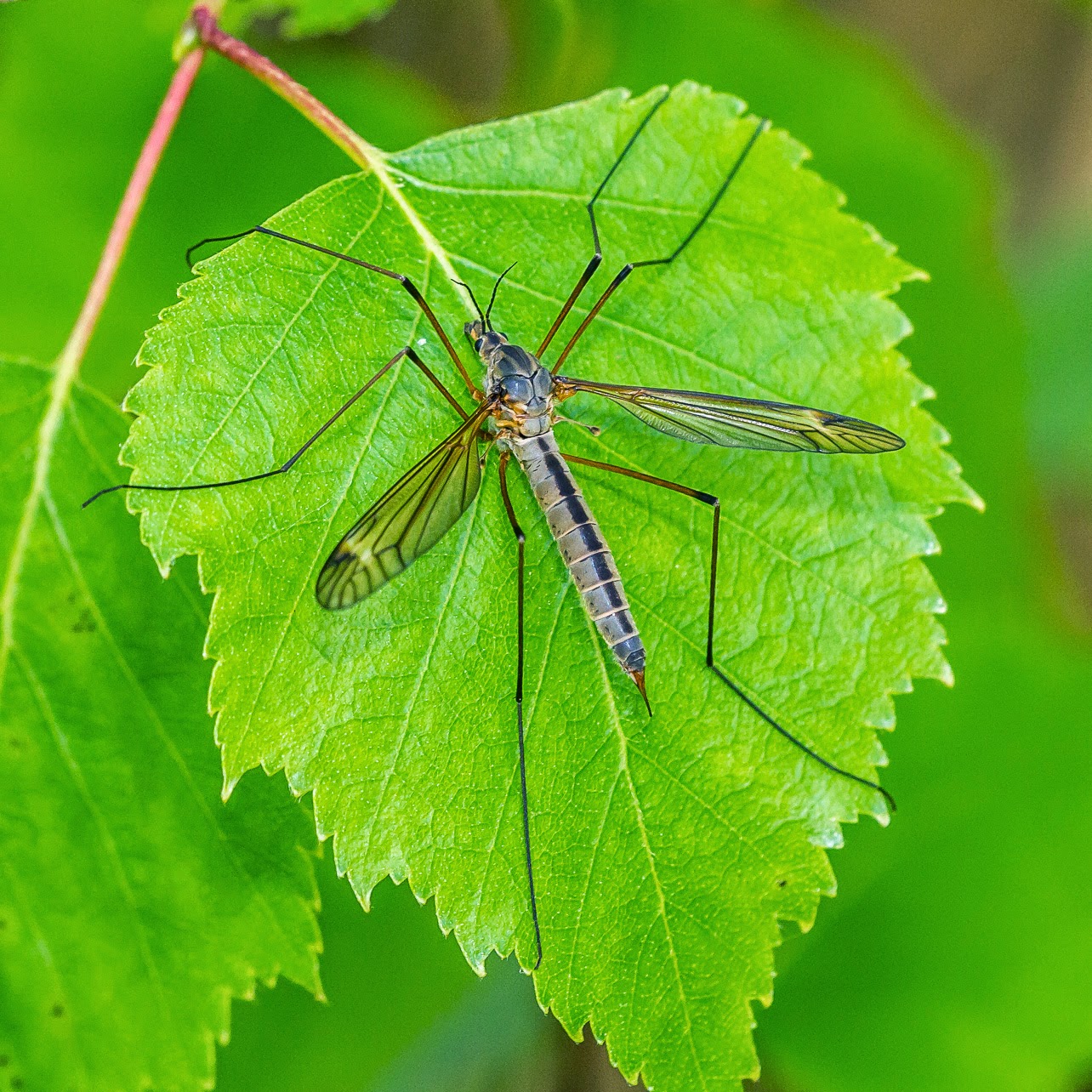 Mike's Natural Musings: An Excellent Day out at a New Reserve.