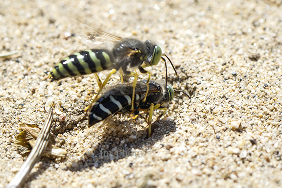 Jana Malinek Photography: WESTERN SAND WASP, Bembix americana