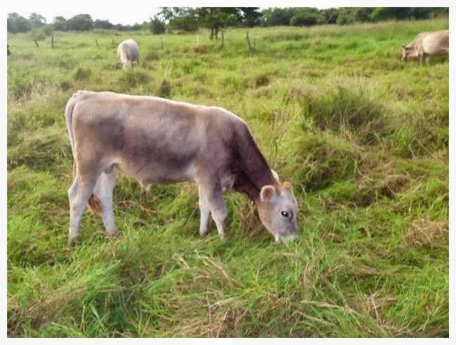 Generalidades de la Ganadería Bovina.: Pardo Suizo